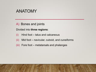 The foot | PPTX