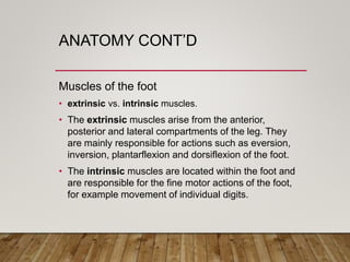 The foot | PPT