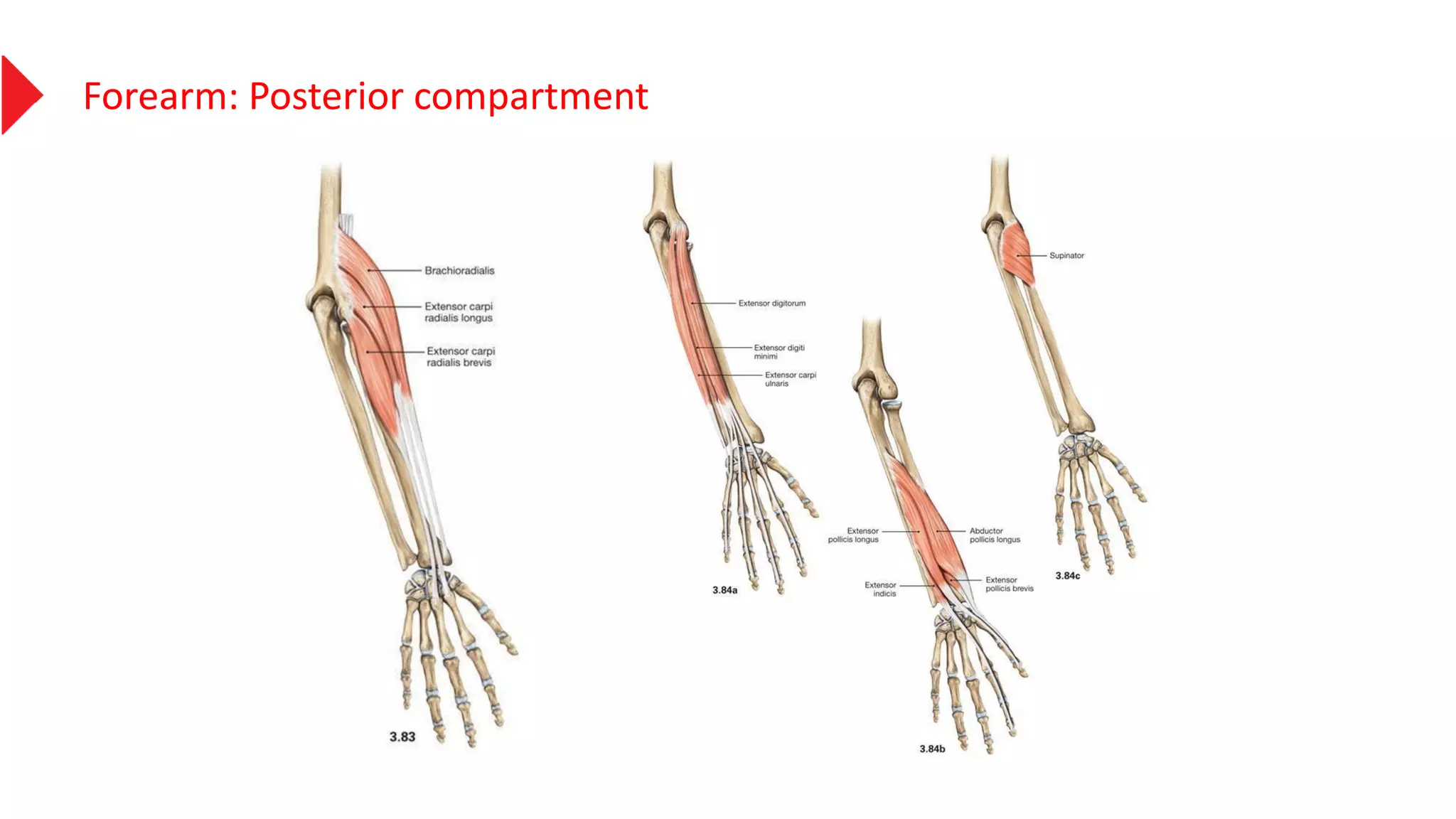 anatomy the forearm muscles | PDF