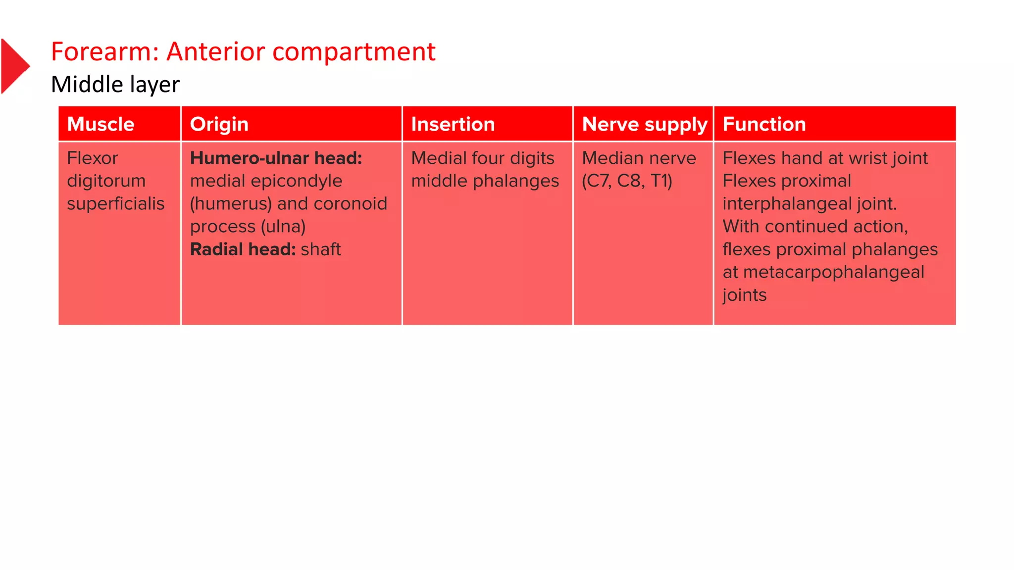 anatomy the forearm muscles | PDF