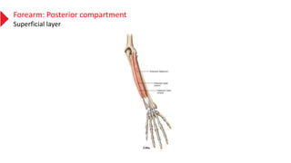 anatomy the forearm muscles | PDF