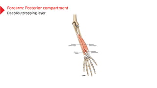 anatomy the forearm muscles | PDF