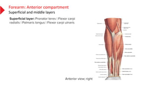 anatomy the forearm muscles | PDF
