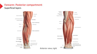 anatomy the forearm muscles | PDF