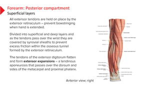 anatomy the forearm muscles | PDF