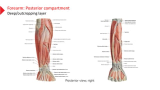 anatomy the forearm muscles | PDF