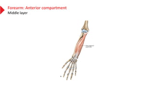 anatomy the forearm muscles | PDF