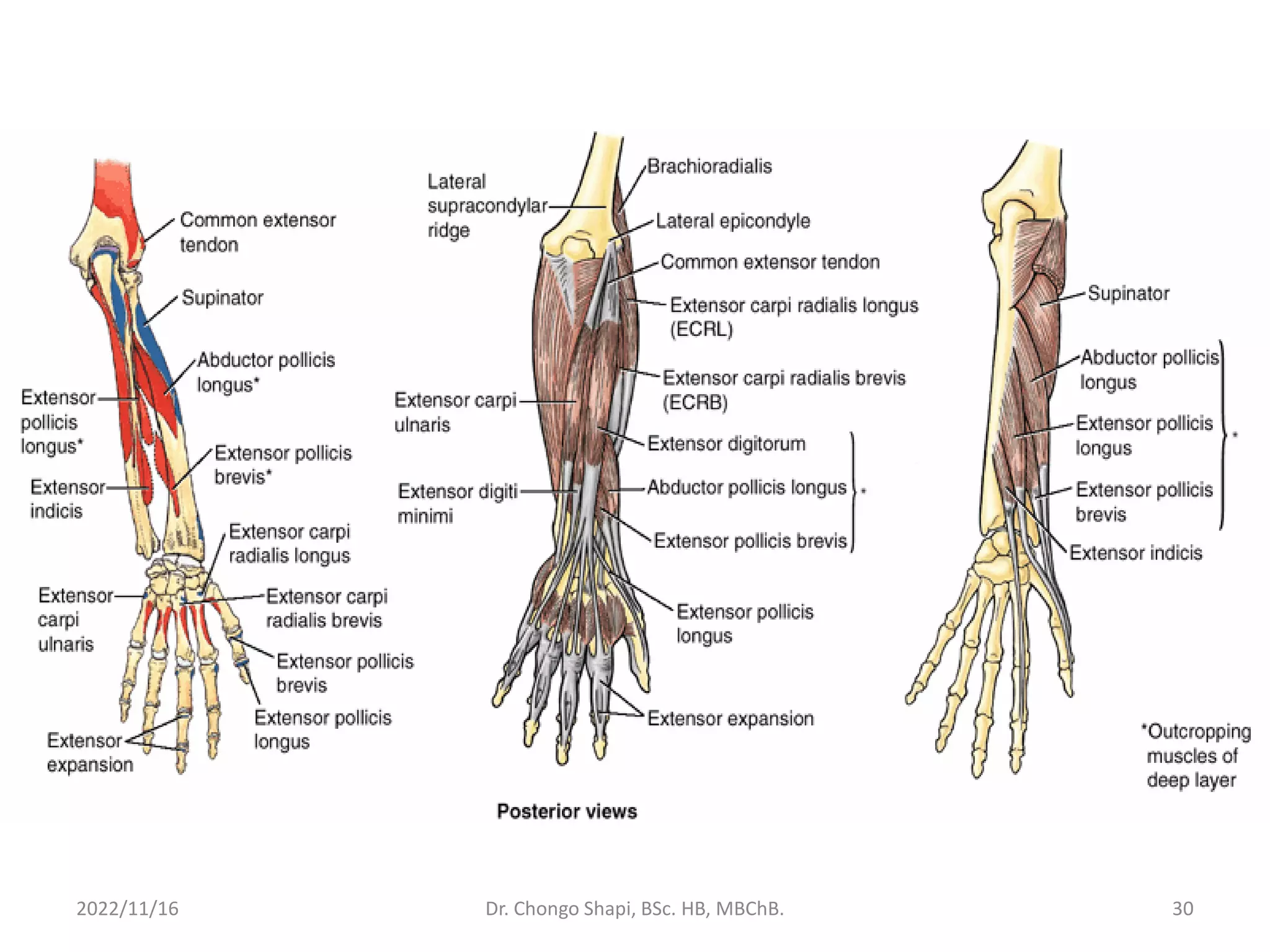 The Forearm by Dr. Shapi.pdf