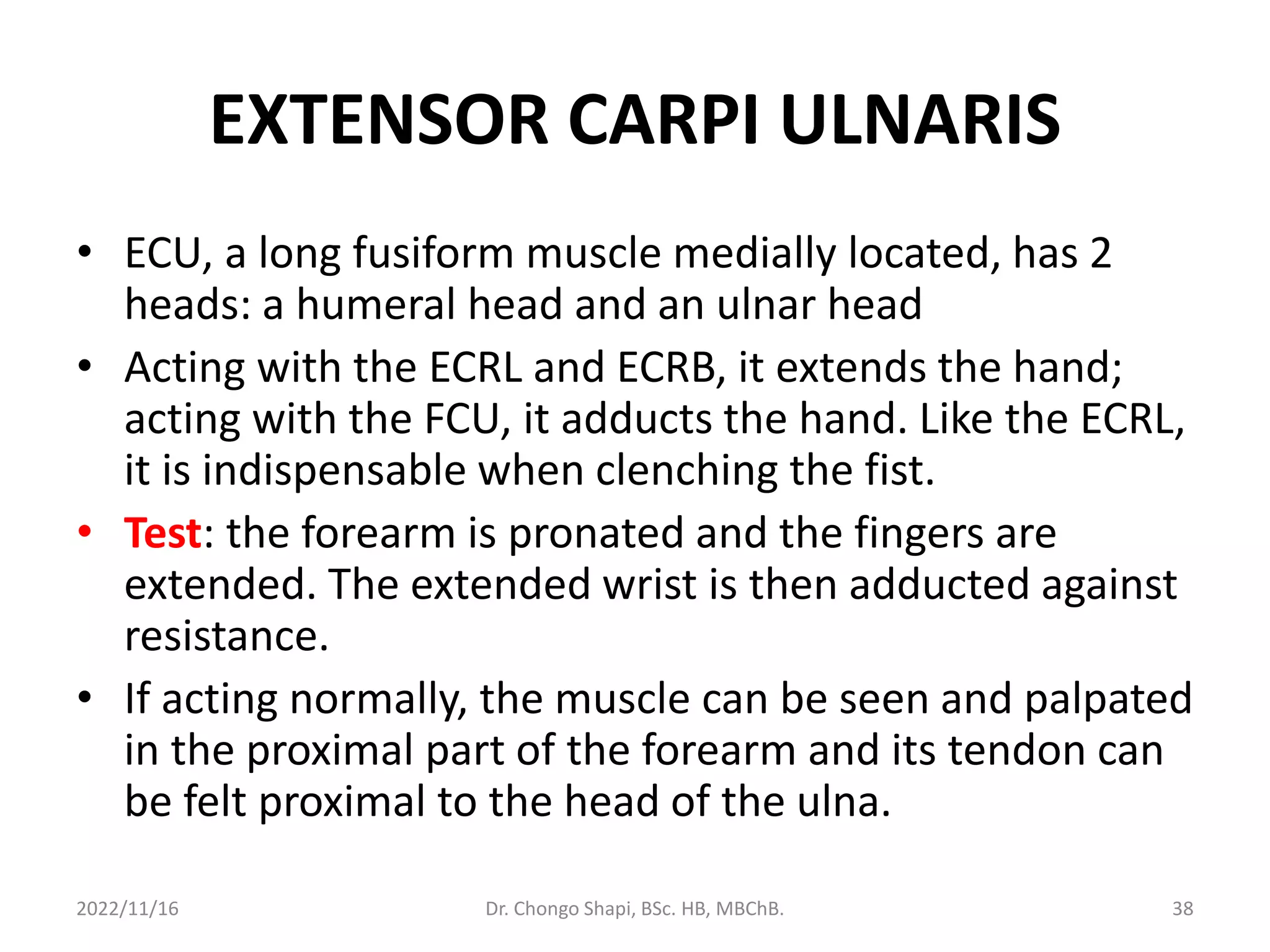 The Forearm by Dr. Shapi.pdf