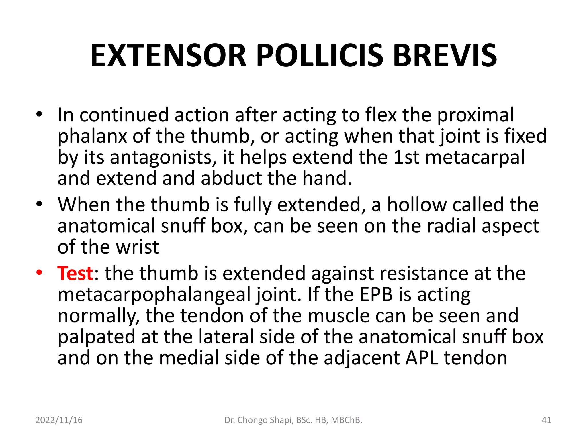 The Forearm by Dr. Shapi.pdf