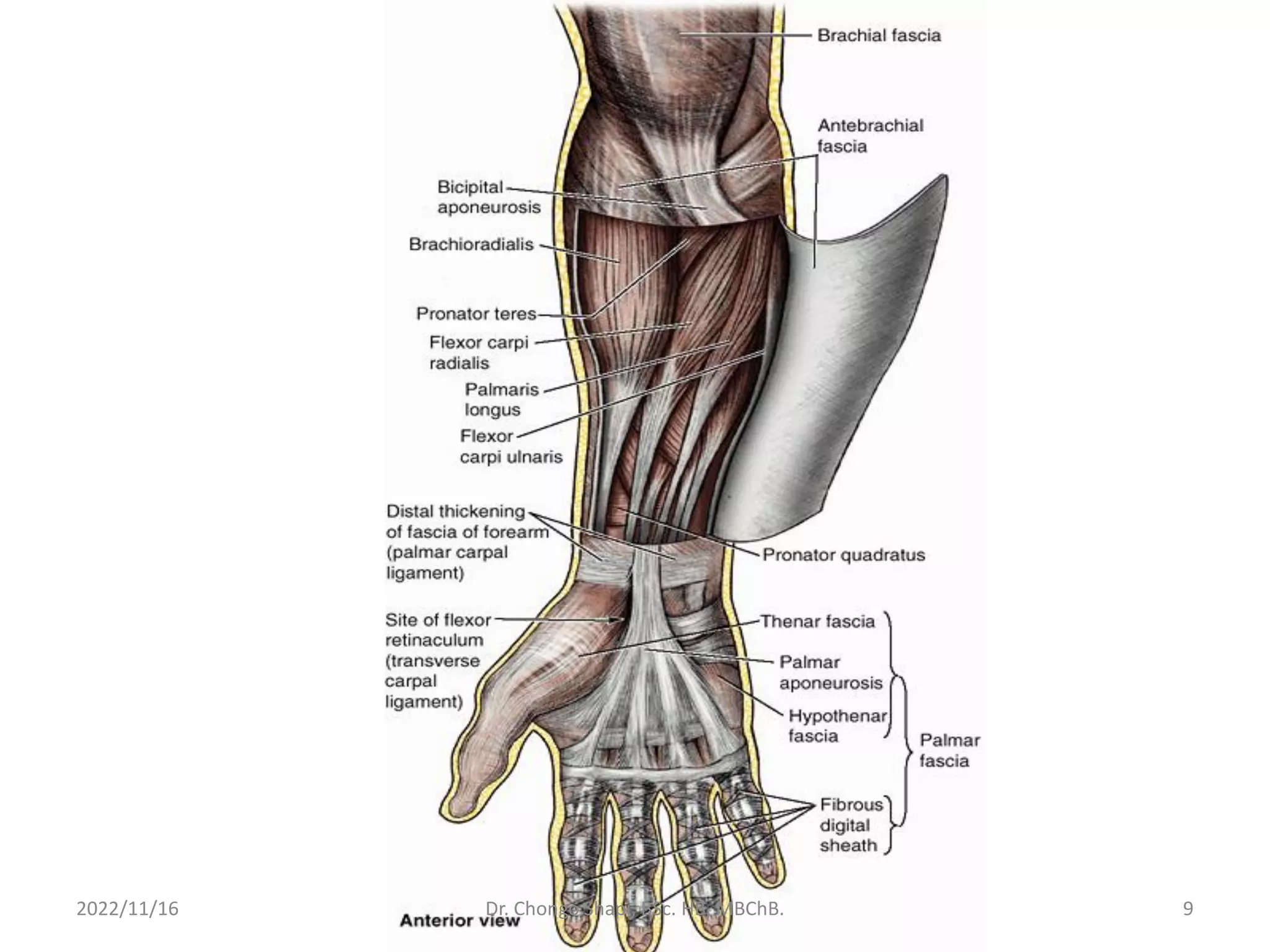 The Forearm by Dr. Shapi.pdf