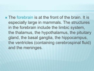 The Forebrain | PPTX