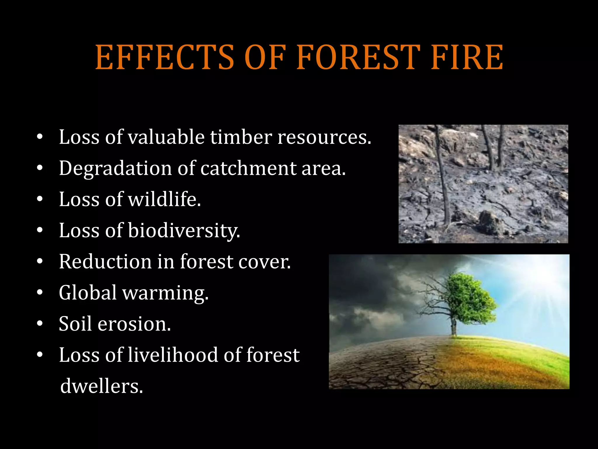 The forest fire | PPTX