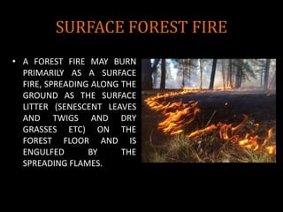 The forest fire | PPTX