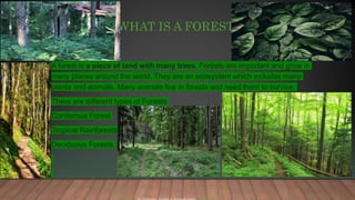 The Forests of the World.pptx