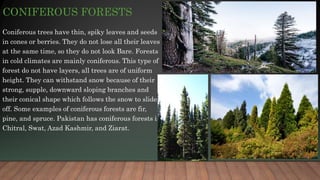 The Forests of the World.pptx