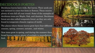 The Forests of the World.pptx