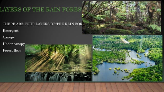 The Forests of the World.pptx