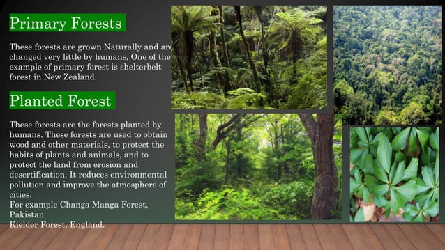 The Forests of the World.pptx