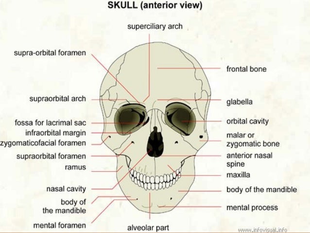 The forman Anatomy