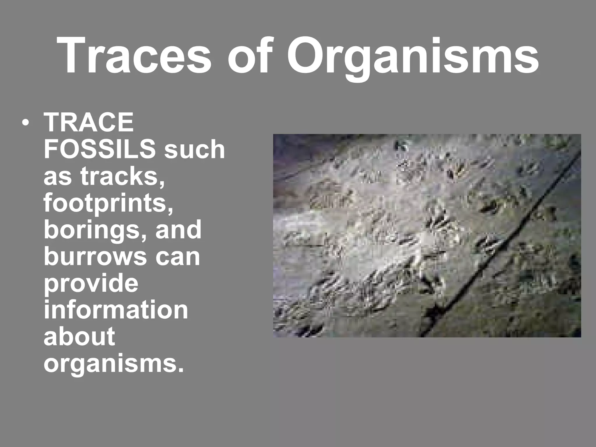 The Fossil Record | PPT