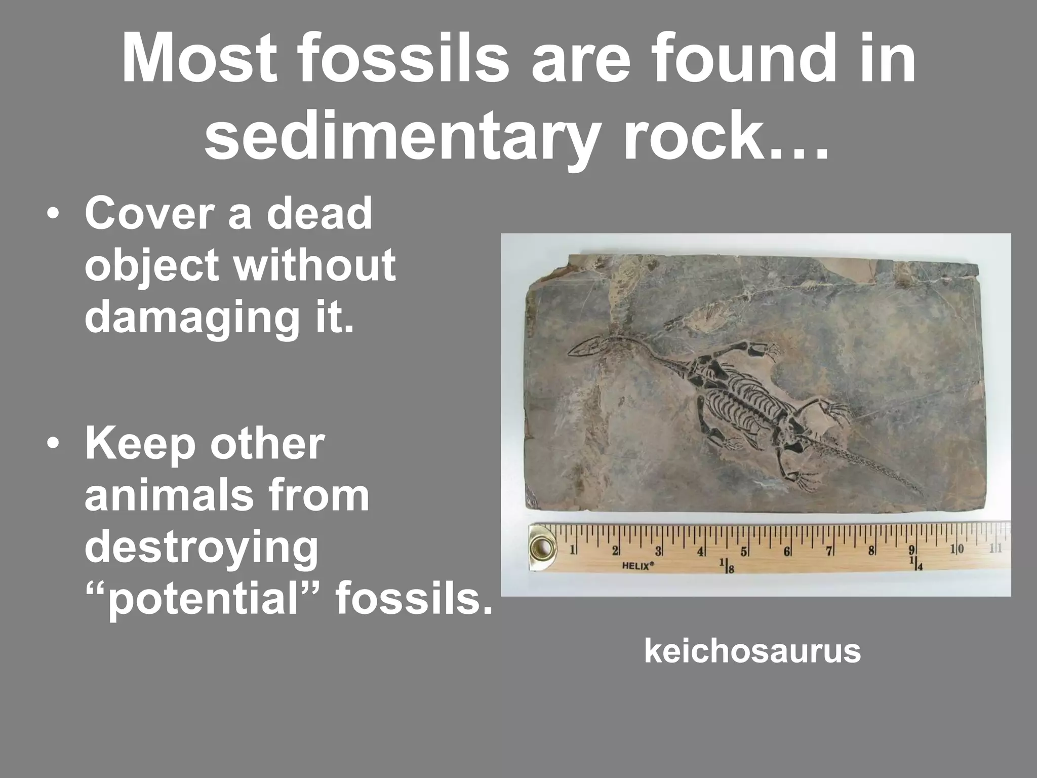 The Fossil Record | PPT