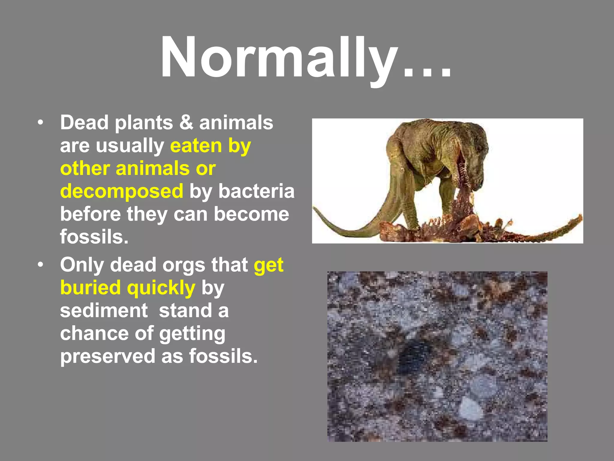 The Fossil Record | PPT