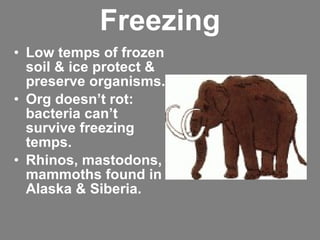 The Fossil Record | PPT