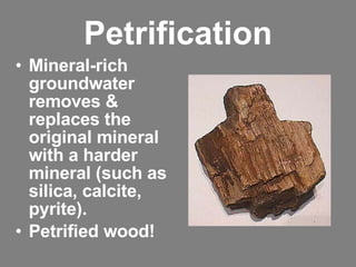 The Fossil Record | PPT