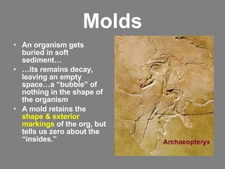 The Fossil Record | PPT