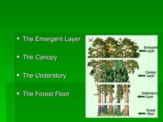 The four layers of the amazon rainforest emmas project2 | PPT