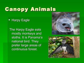 The four layers of the amazon rainforest emmas project2 | PPT