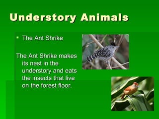 Understory Layer Animals