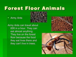 Forest Floor Layer Animals