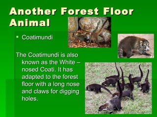 Forest Floor Layer Animals