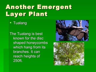 Emergent Layer Plants