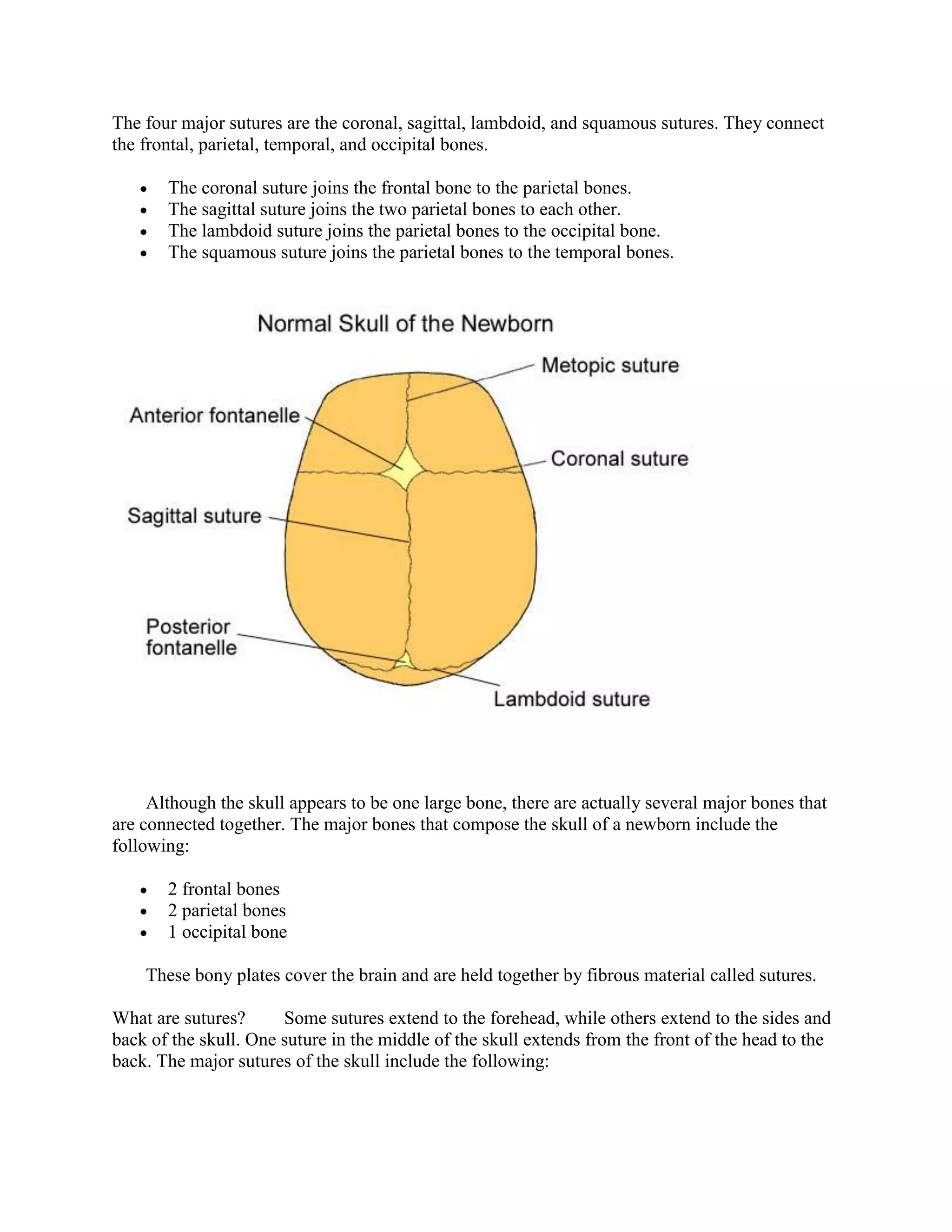 The four major sutures are the coronal | DOCX