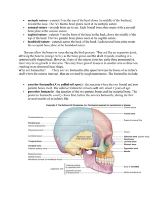 The four major sutures are the coronal | DOCX