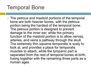 The Four Parts of the Temporal Bone | PPTX