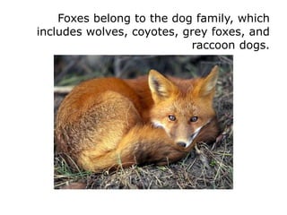 What Family Does The Fox Belong To