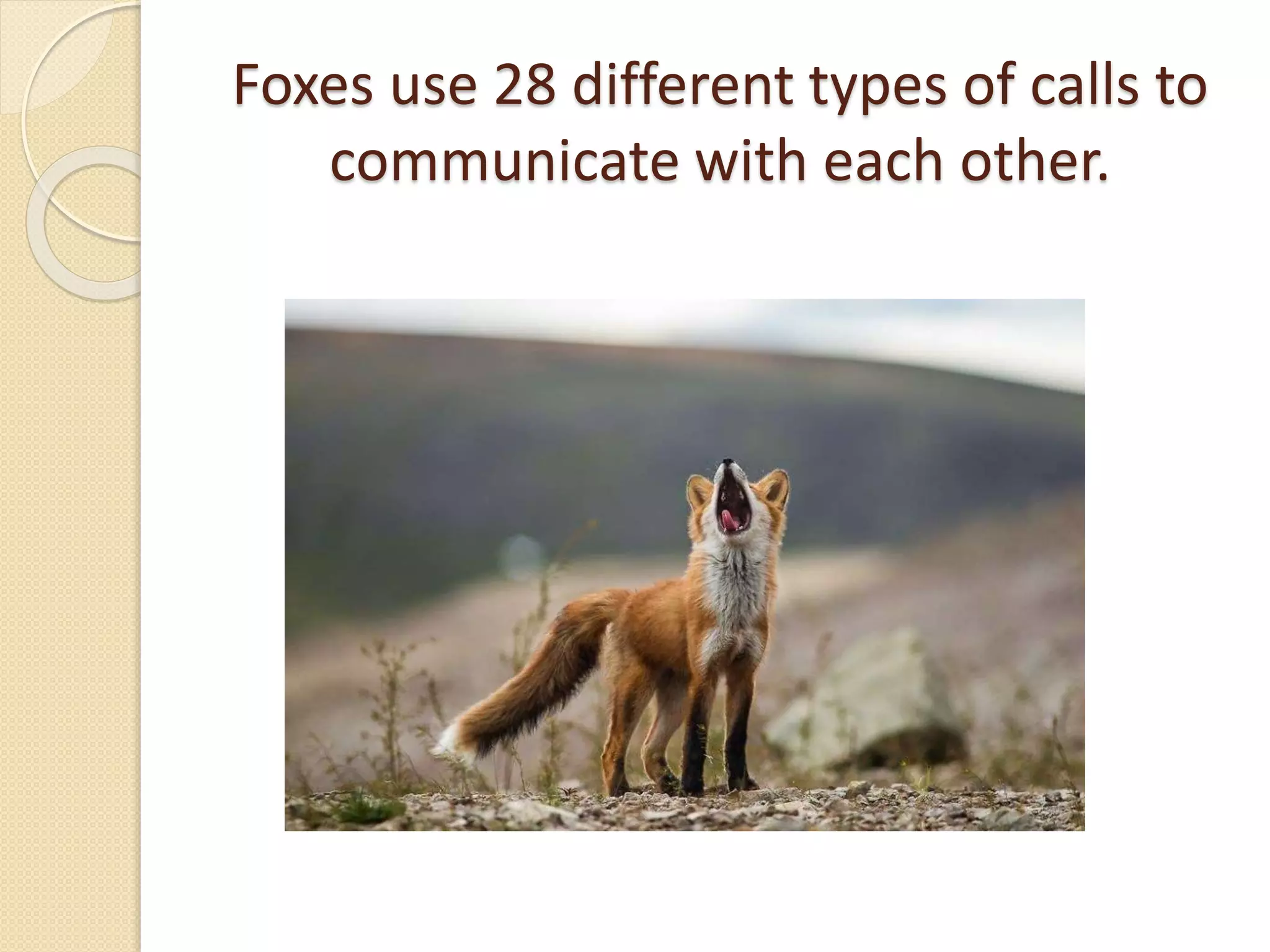 The fox | PPTX