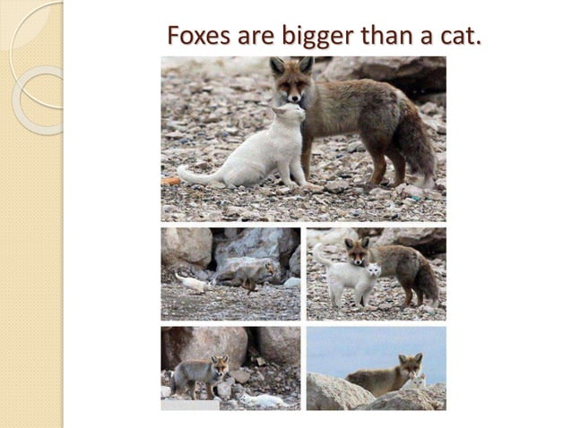 The fox | PPT