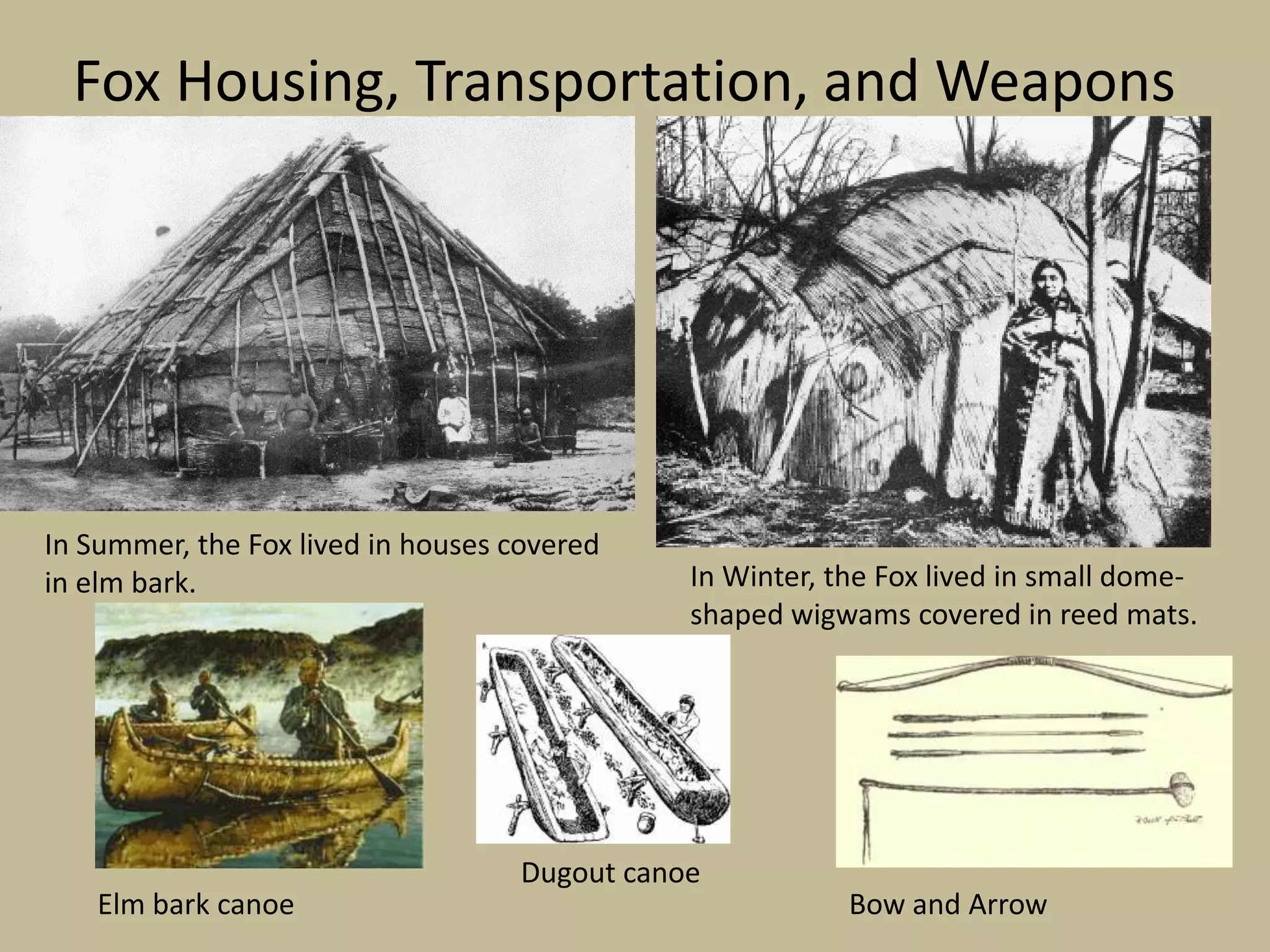 The fox tribe | PPTX