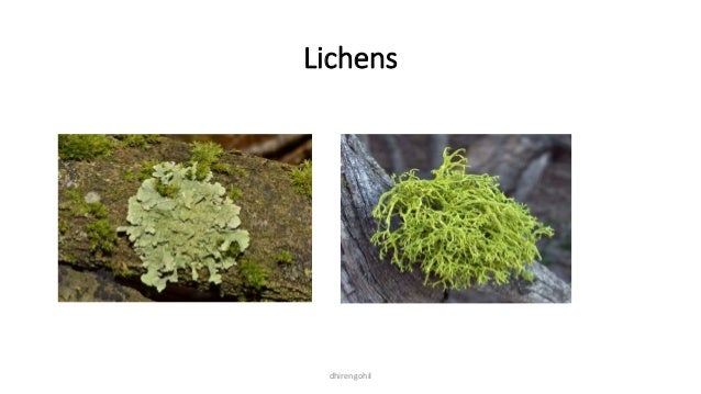 The frigid zones made by dhiren gohil for 5th grade