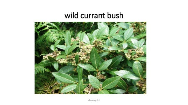 The frigid zones made by dhiren gohil for 5th grade