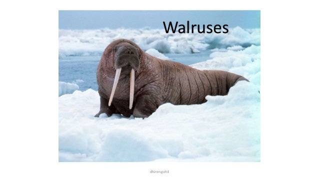 The frigid zones made by dhiren gohil for 5th grade