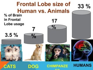 The frontal lobe and sins effects | PPTX | Brain and Nervous System ...