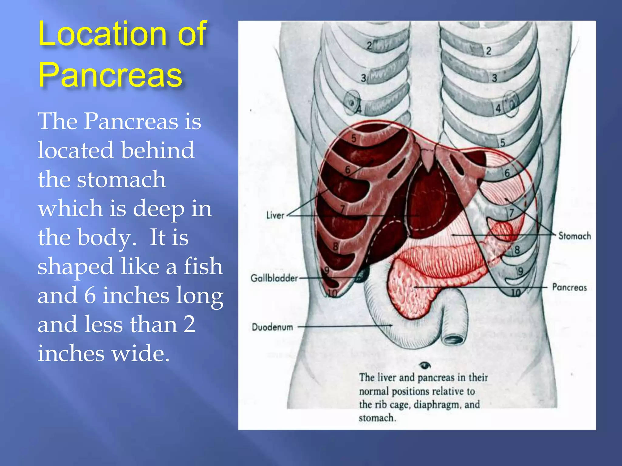 The Function of the pancreas | PPTX