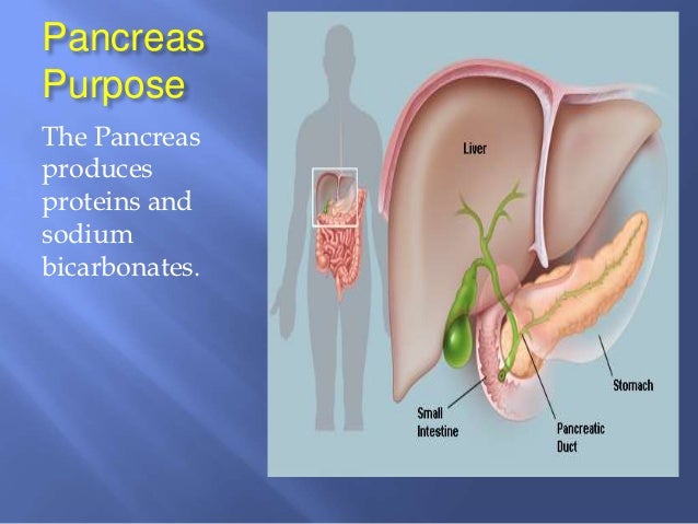 The Function of the pancreas