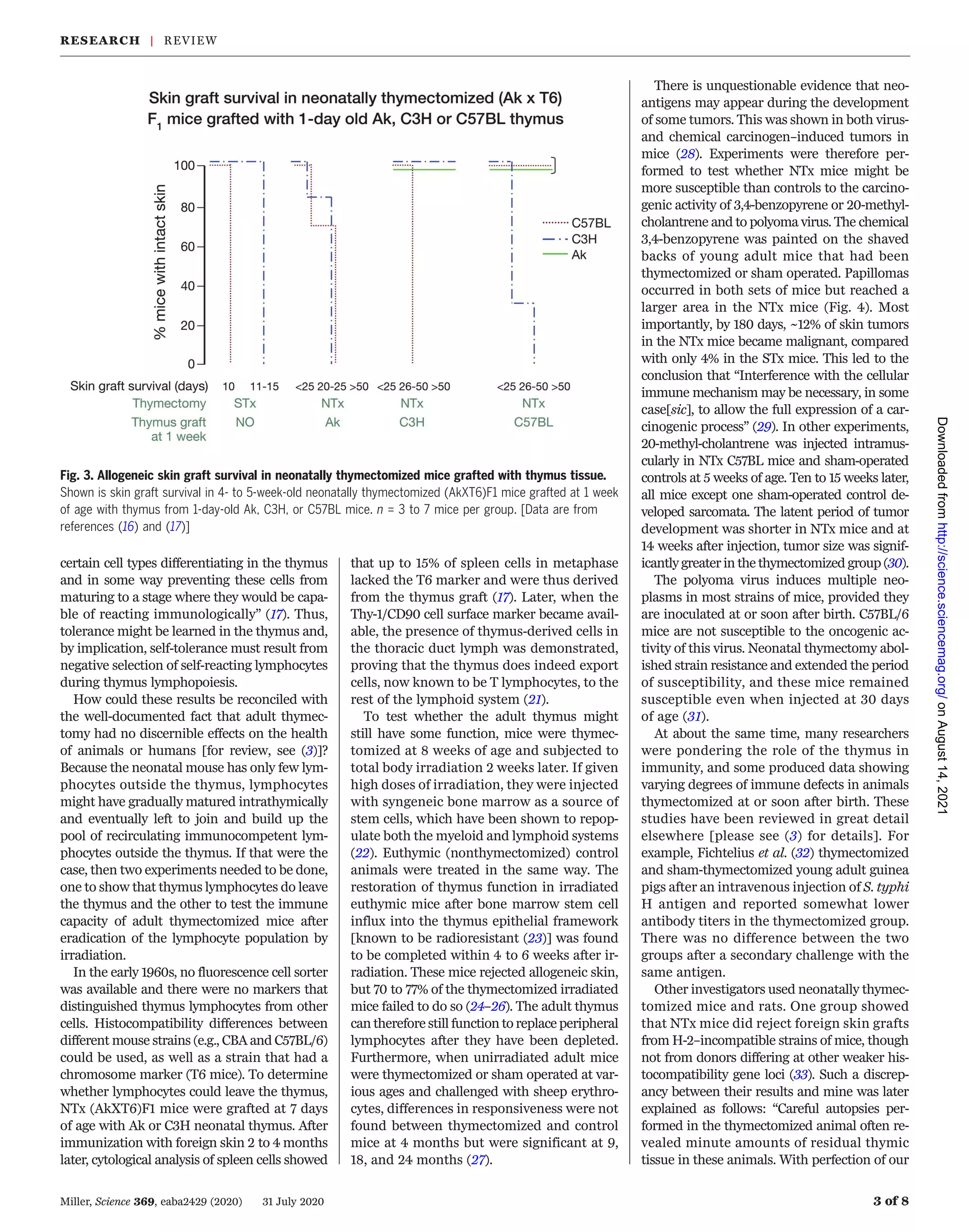 The function of the thymus | PDF